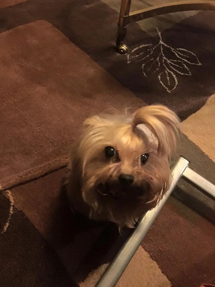 Bralicias Yorkie Palace - Yorkies, Parti Yorkies, Breeder